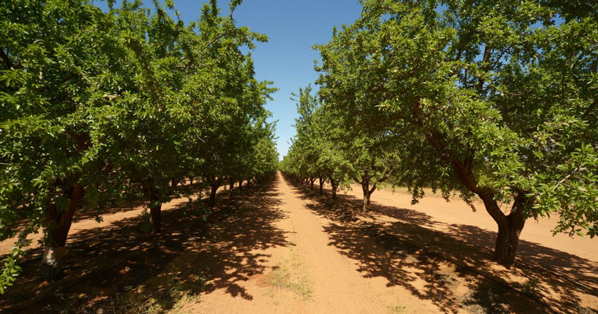 Select Harvests adds SA almonds orchards to portfolio