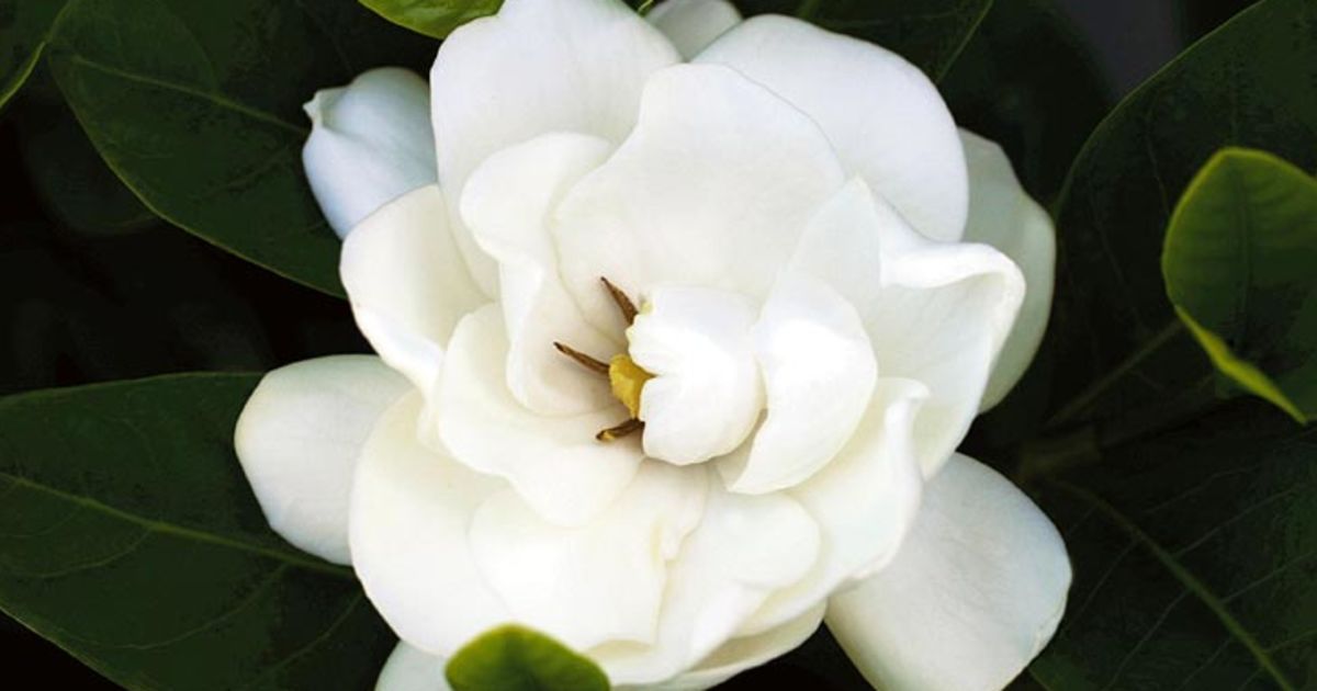 Good soil, food, water and a haircut can make your gardenias best in ...