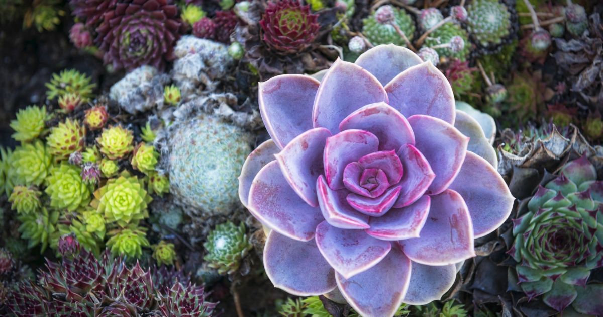 Successfully growing succulents