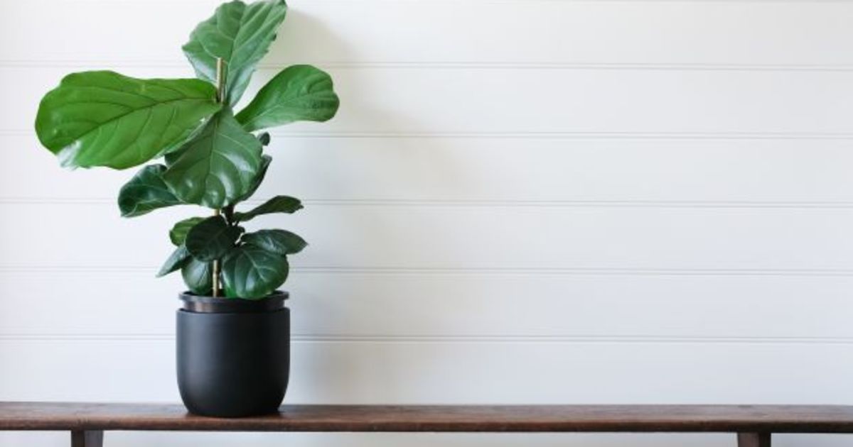 On-trend indoor plants: what’s the fiddle-leaf fig of 2018?