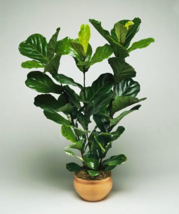 How the fiddle-leaf fig became the ‘it’ plant of the design world