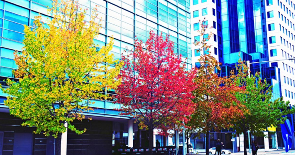 Can trees really cool down our cities?