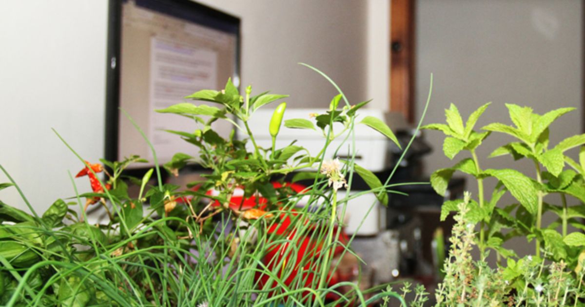 Office gardens: Cultivation is the growing trend in productive workplaces