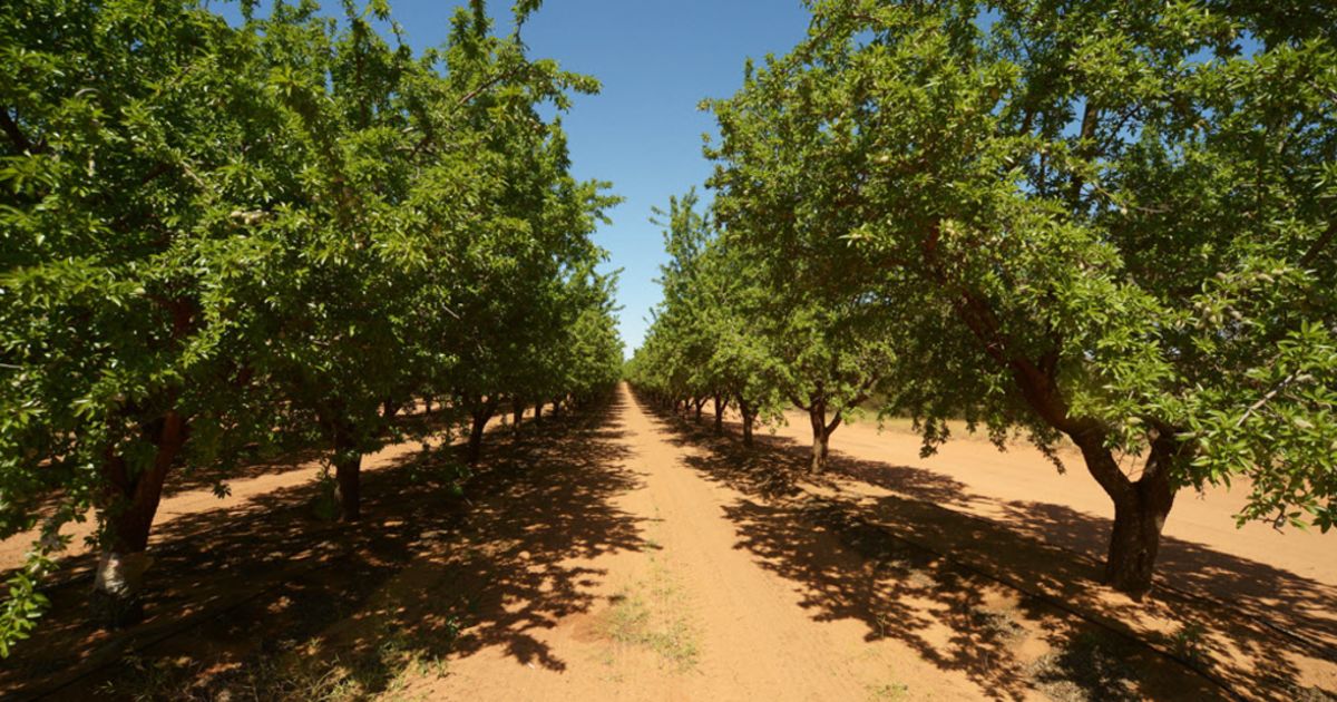 Select Harvests adds SA almonds orchards to portfolio