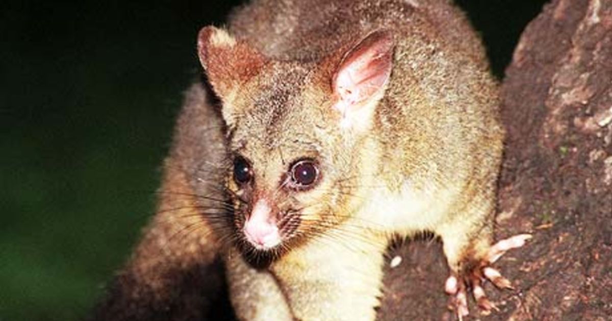 Goodbye, possums