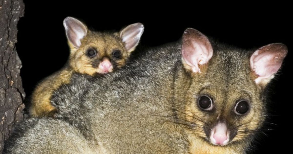 Hello possums, welcome to our home