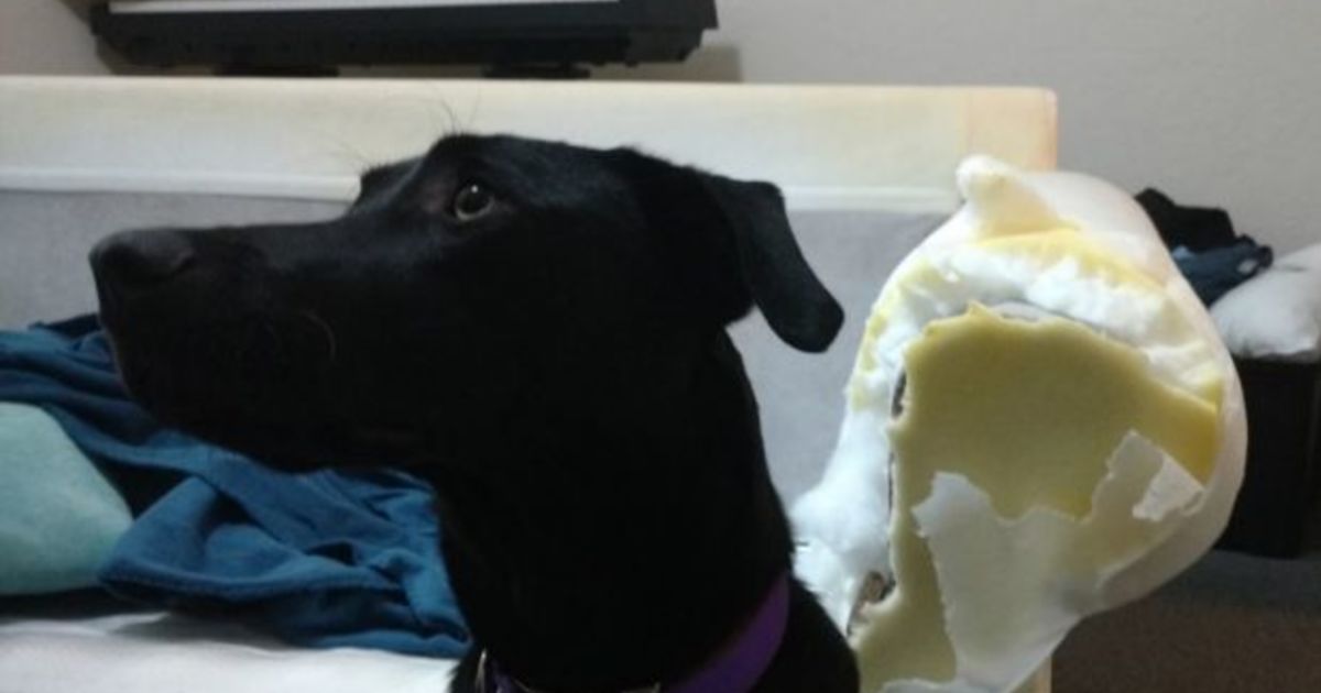 How to not have your dog destroy your house