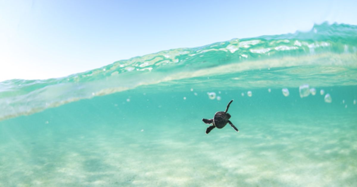 Life at sea: stunning photos from the marine conservation frontline
