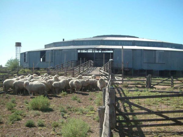 Wool revival renews focus on classic Aussie shearing sheds