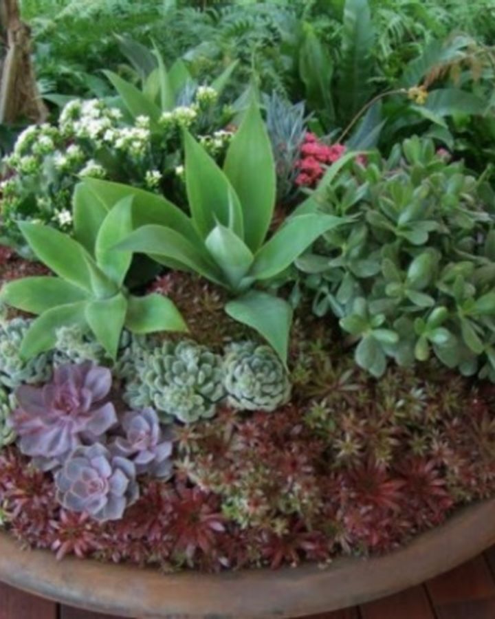 Best Plants For Partial Sun