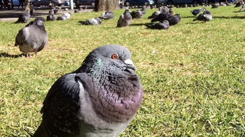 Reducing stress at work is a walk in the park