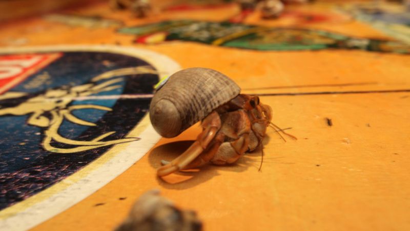 Crazy things Aussie pubs do to bring in punters