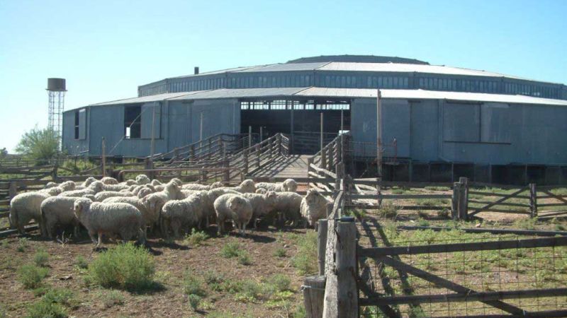 Wool revival renews focus on classic Aussie shearing sheds