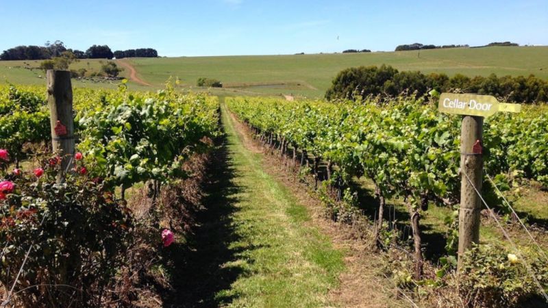 Five Victorian vineyards to pick if you enjoy making your own drop