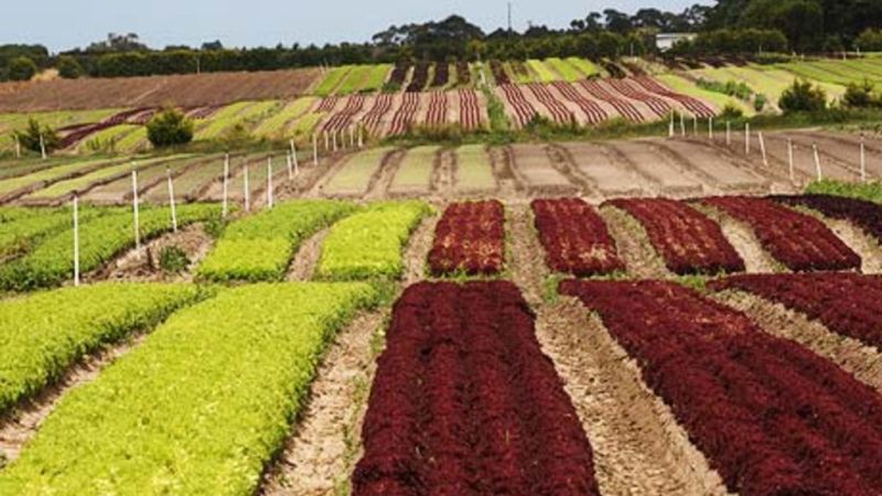 Farming on the fringe
