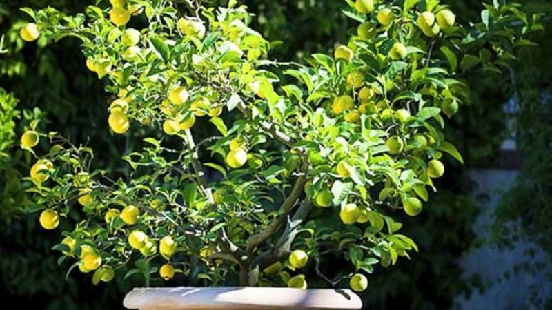 Time for the lemon tree to return to the backyard