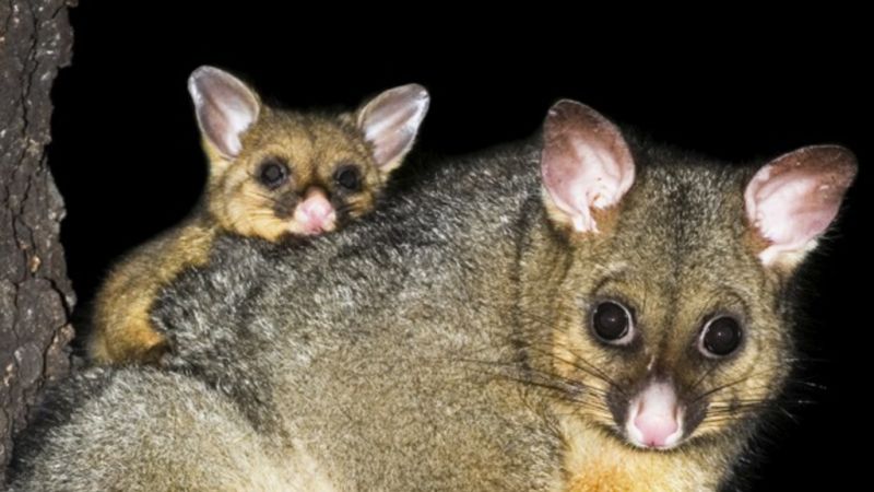 Hello possums, welcome to our home