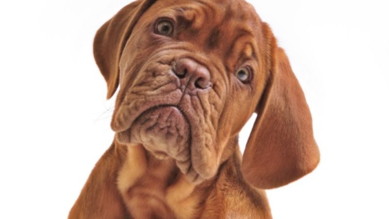 The five types of problem pet owners