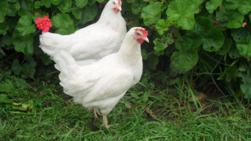 The rise of inner-city chook pens