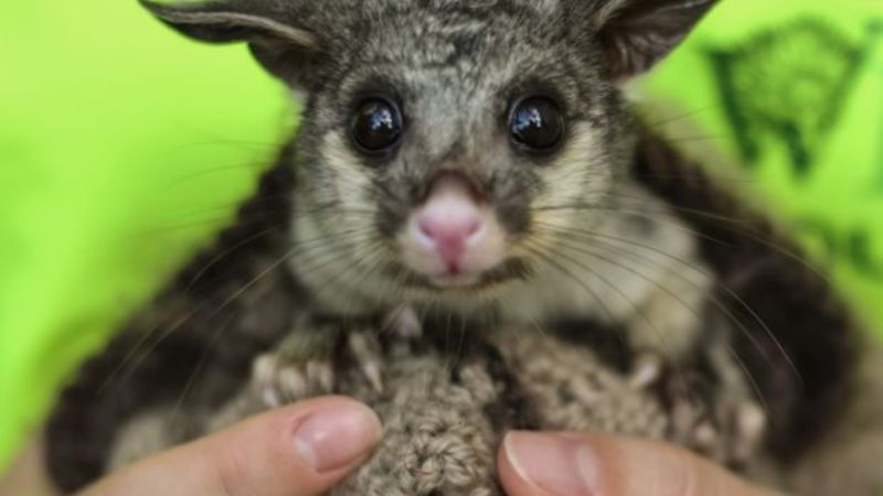 Hidden housemates: Hello, possums!