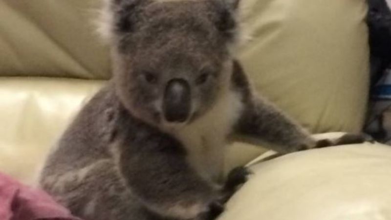Couple return home to find a new koala housemate