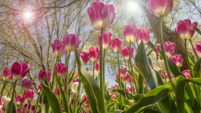 How to make the most of your outdoor space with minimum effort