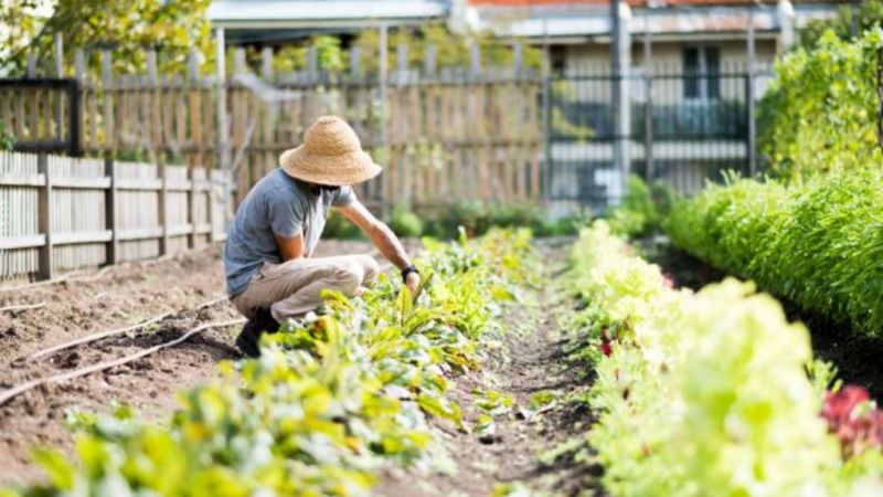 Suburban farming: The Australians with country lifestyles, but city lives