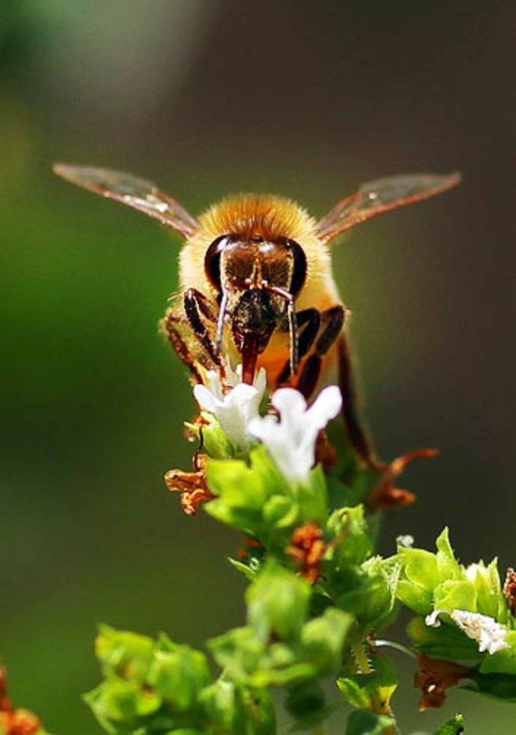 Plight of the humble bee