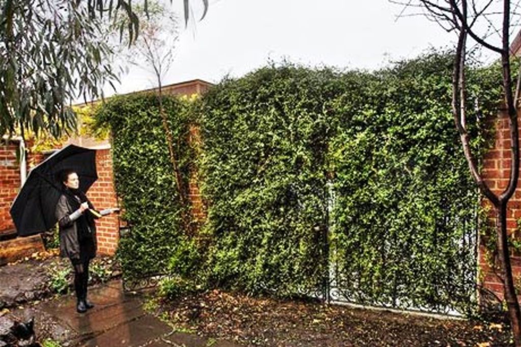 Melaleuca Nesophila Hedge