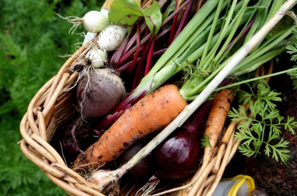Love your garden: Winter vegetables