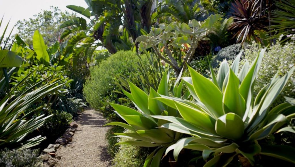 Lush gardening: getting green in the subtropics