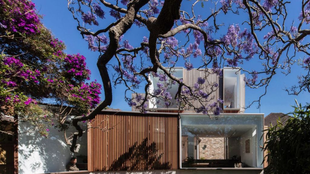 How a jacaranda tree inspired an epic home renovation by Panovscott ...