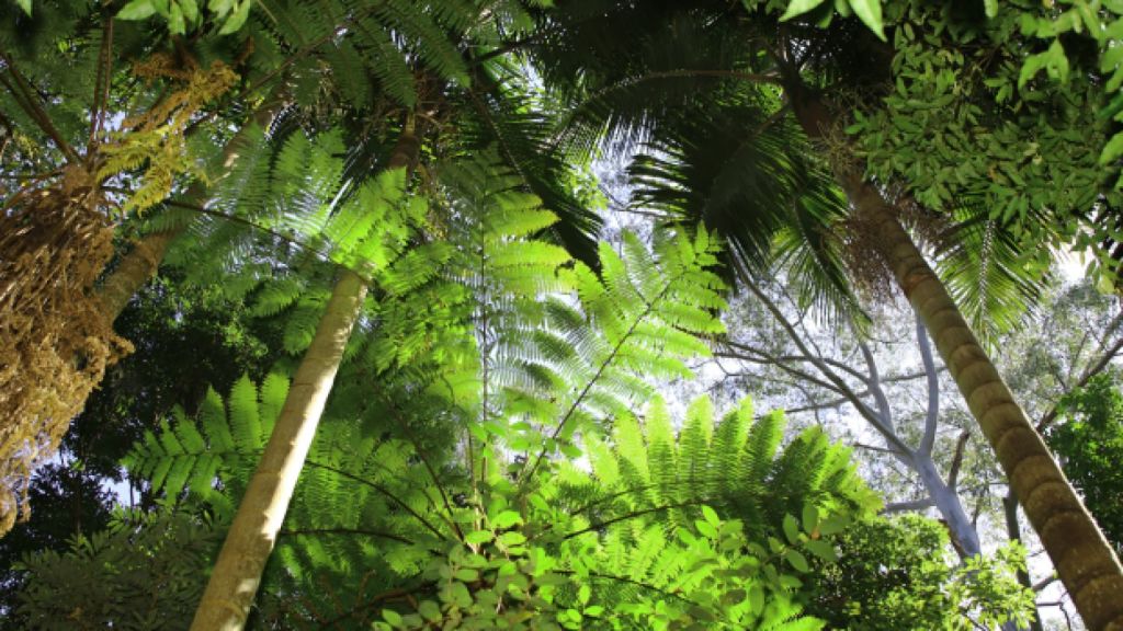 Take the fast train to serenity with an unusual Nimbin property