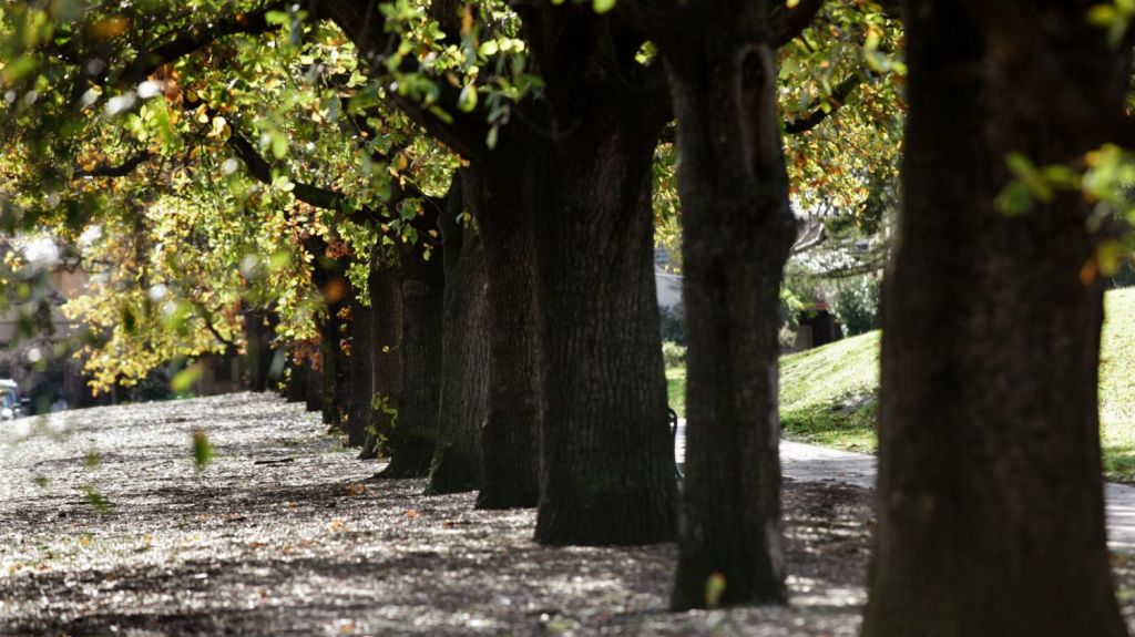 Hawthorn East: One of the best places in Melbourne to live, but could ...