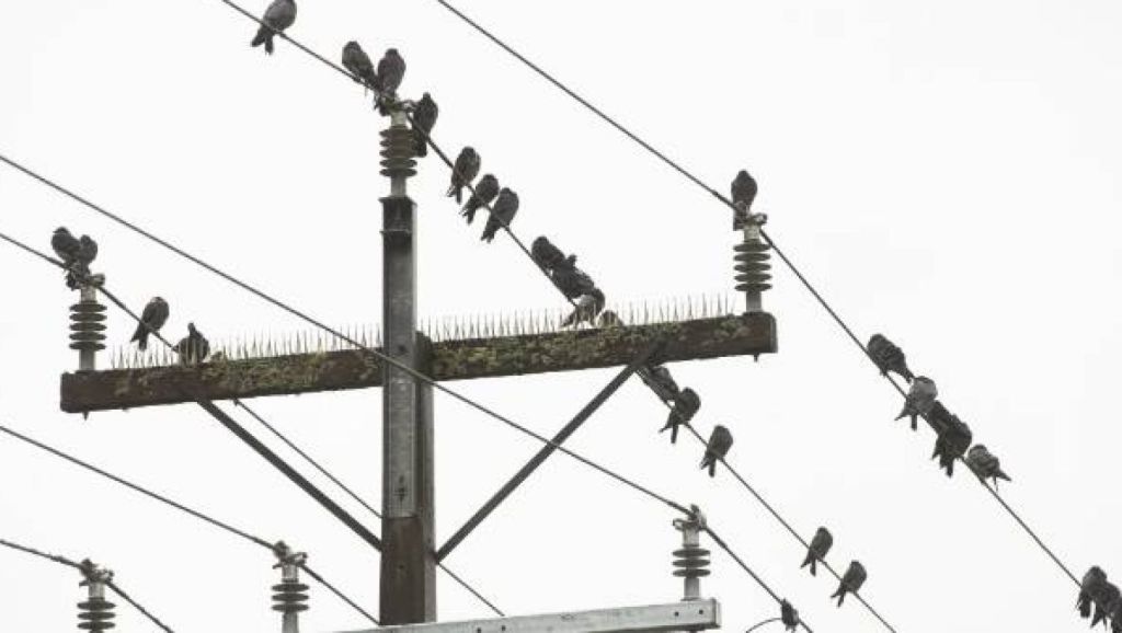 A plague of pigeons, and their poo, is ruining this New Zealand property