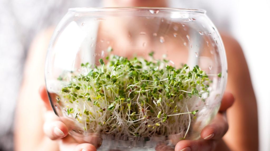 Sprouting seeds of success: How to move your gardening indoors