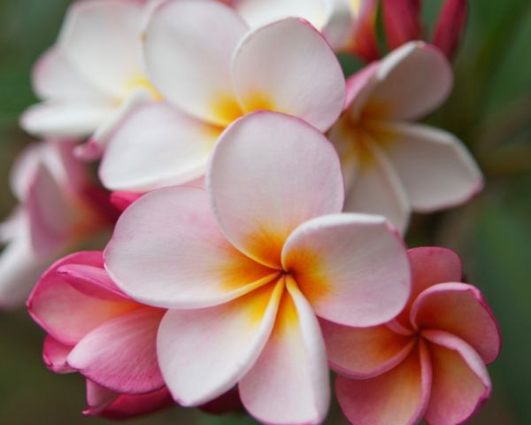 Simple steps for setting up a flourishing garden in south-east Queensland