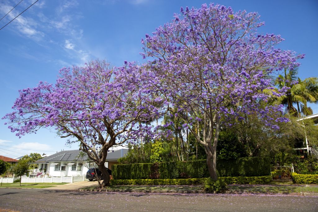 What you plant can make a big dollar impact on your property