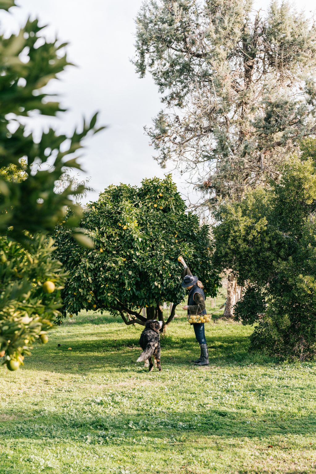 'There is a lot of love': The rise of the Australian farm stay