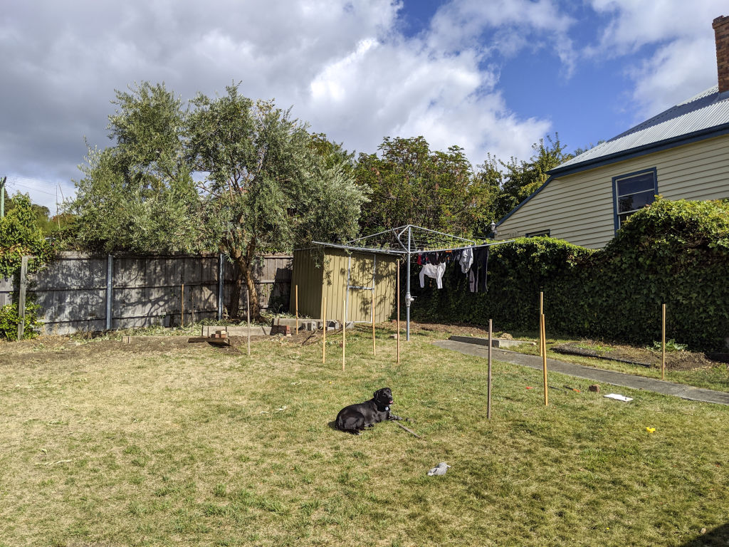 How Dusty Moore turned his 'barren' Hobart backyard into a suburban farm