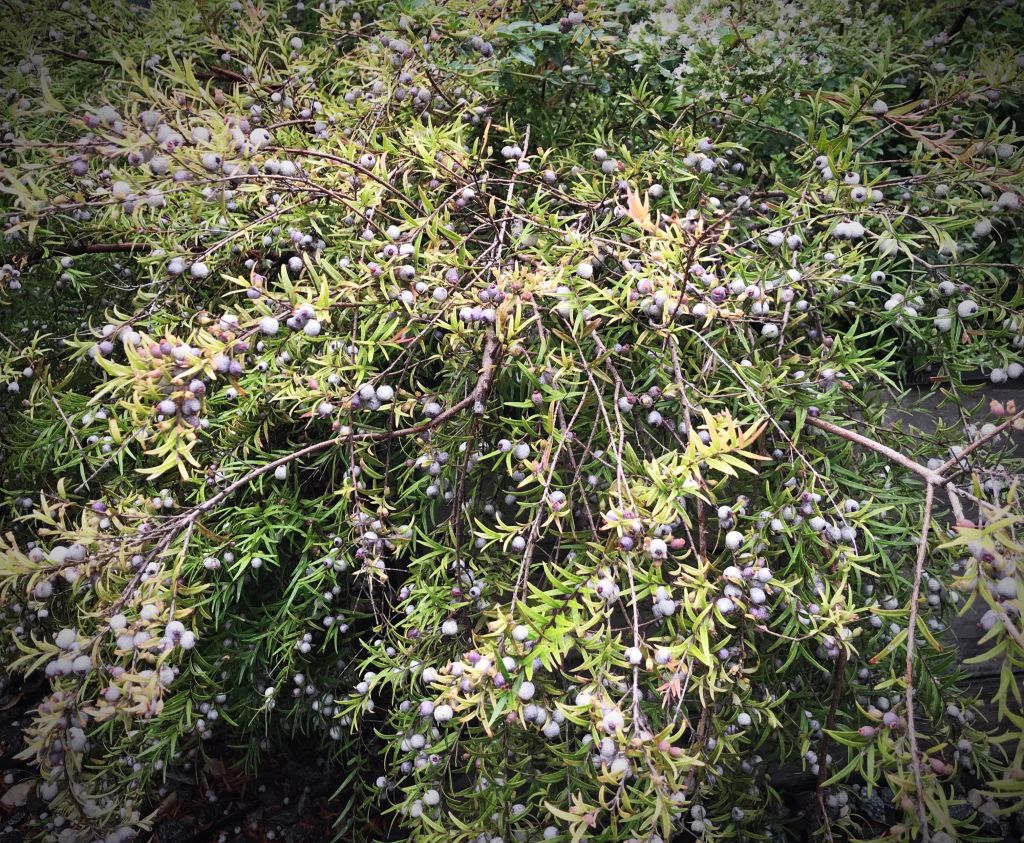 Nine native edibles we should all be growing in our gardens