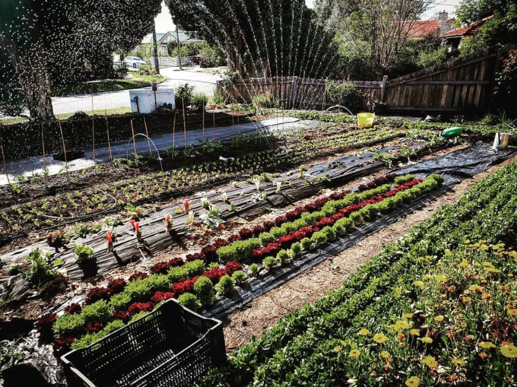 Making your lawn work for you: How to turn your yard into a productive ...