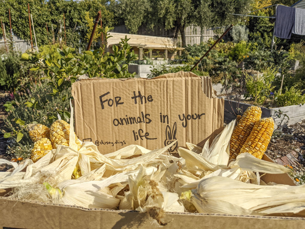 How Dusty Moore turned his 'barren' Hobart backyard into a suburban farm