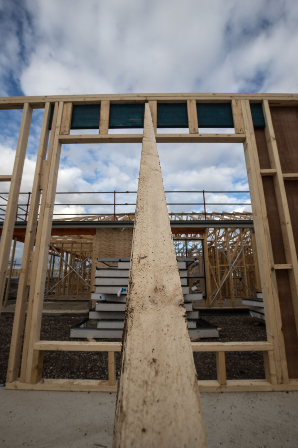 Inspectors report spike in termite-plagued properties across Melbourne