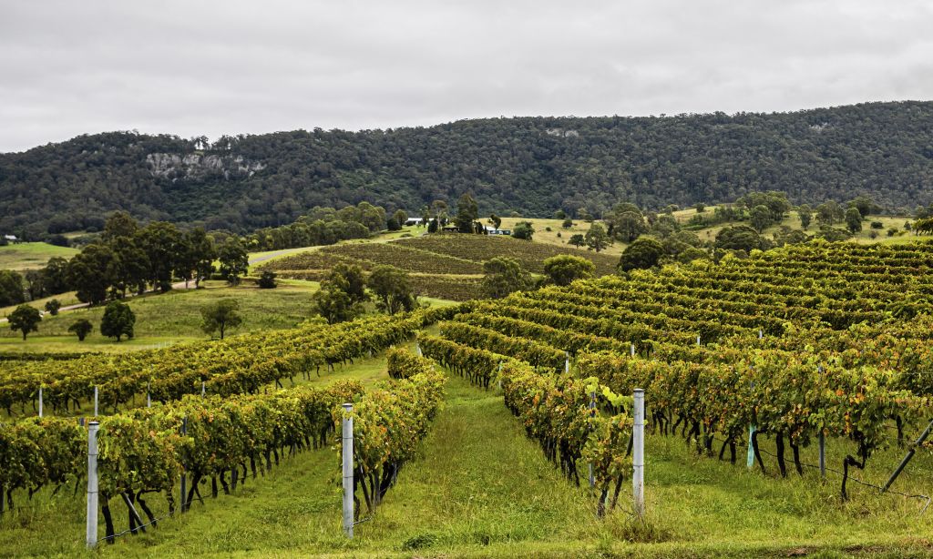 Hunter Valley: The wine hotspot that's getting a 'younger, trendier vibe'