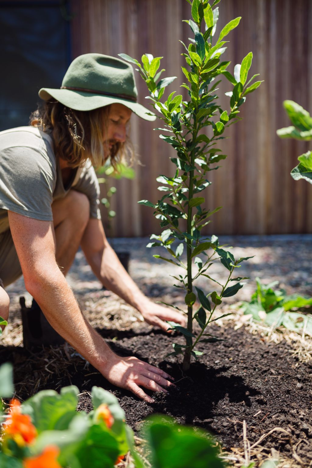 The ultimate guide to growing citrus