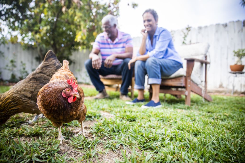 How the humble backyard chook is helping us through the pandemic