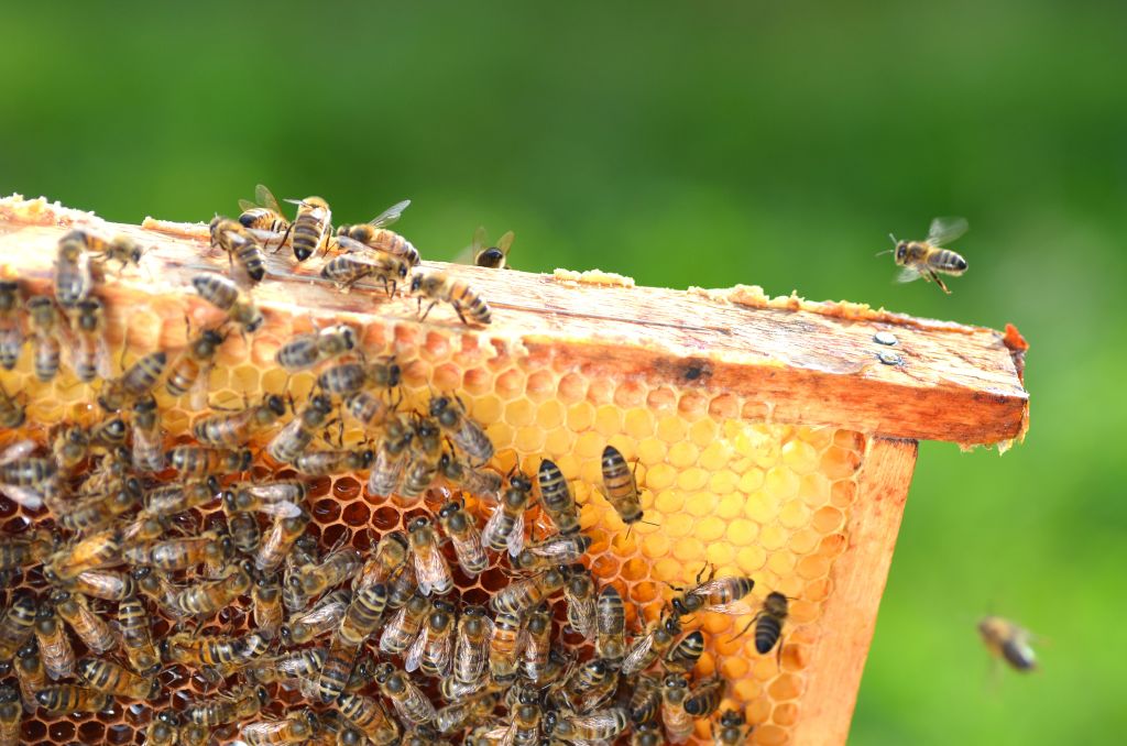 Where to learn the art of beekeeping in your state