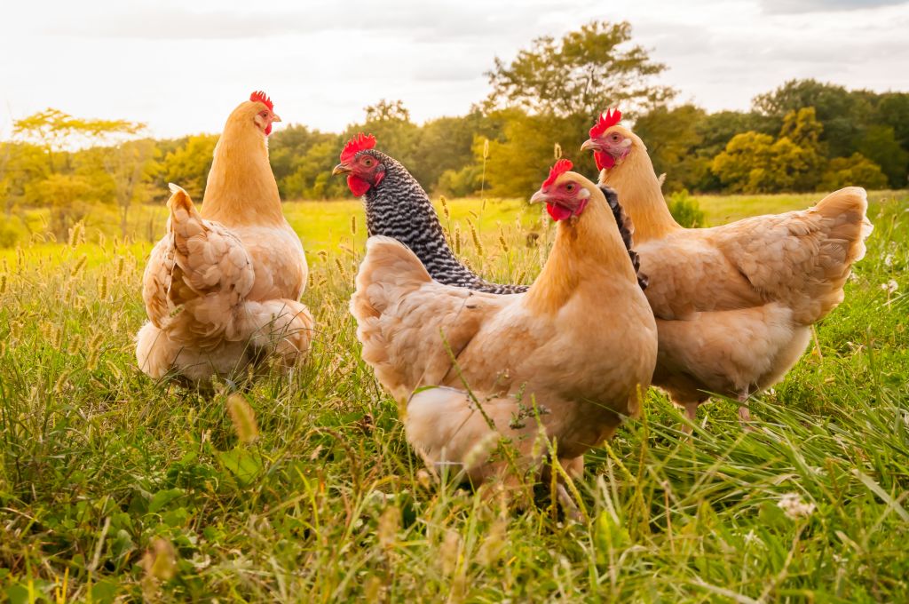 The pros and cons of having backyard chooks