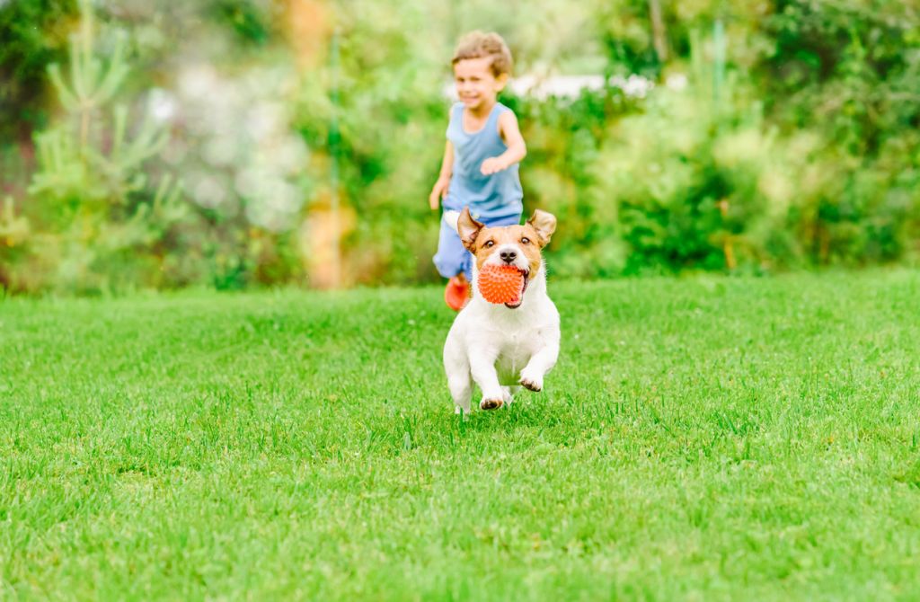 Five simple ways to stop your dog from ruining your backyard or garden